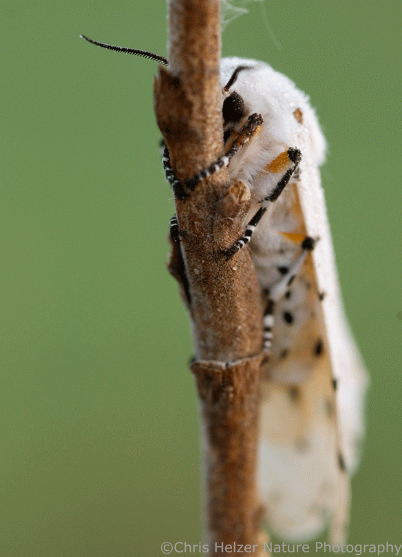 Compound Animal Names | The Prairie Ecologist