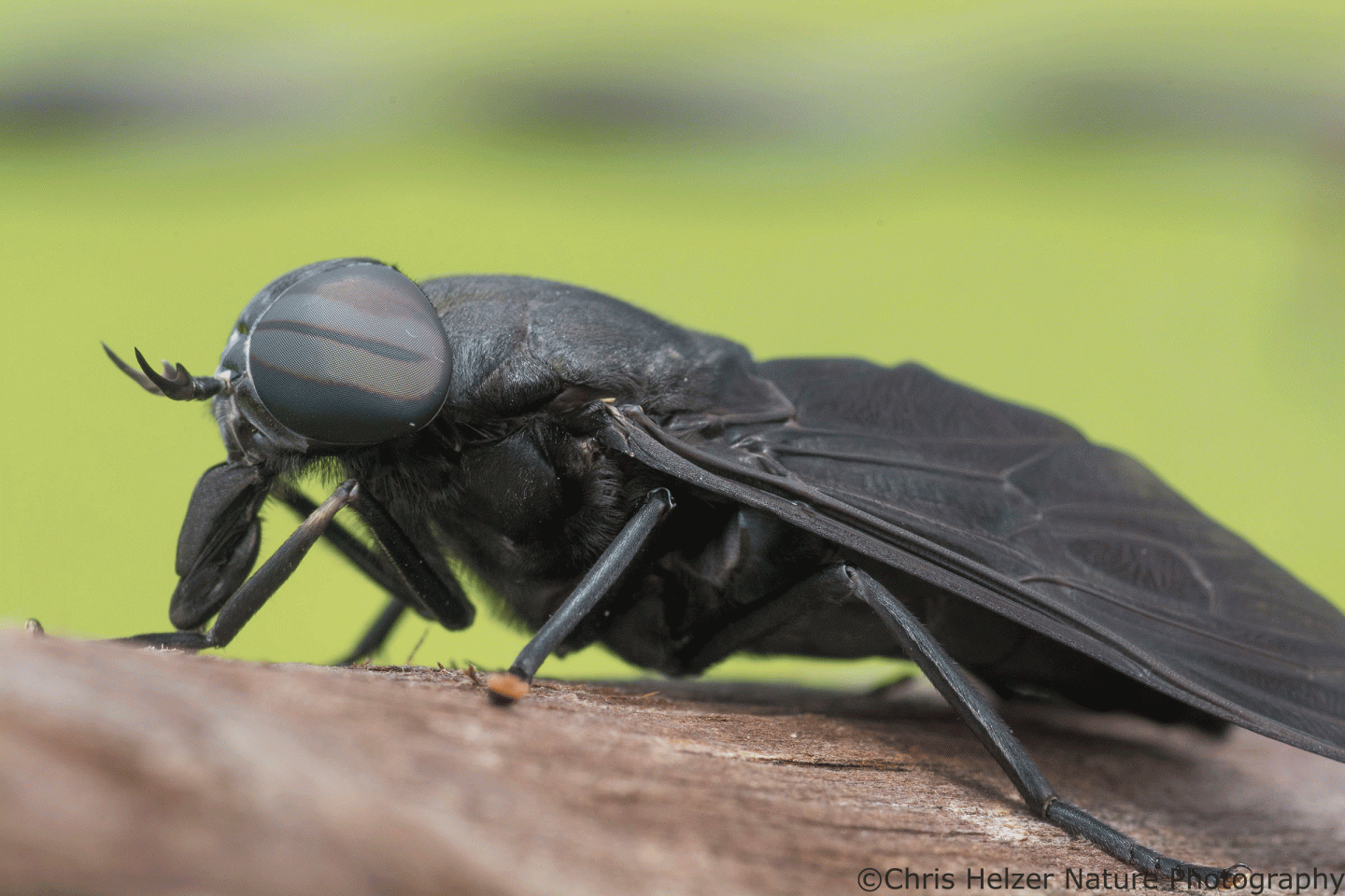 Compound Animal Names | The Prairie Ecologist