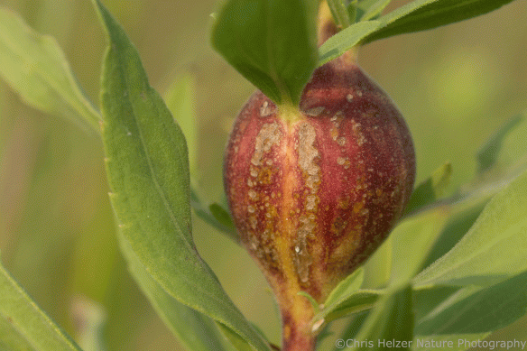 What’s Really Going On Inside Those Galls?? (It’s Not Just Fly Larvae ...