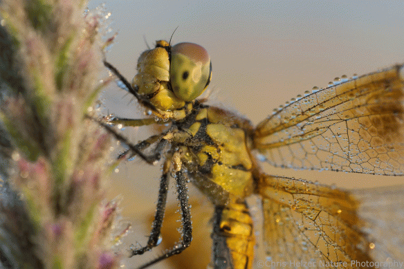 Compound Animal Names | The Prairie Ecologist