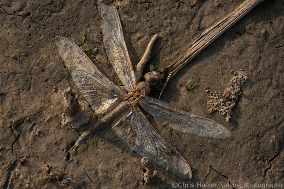 Dead Bug Chronicles | The Prairie Ecologist