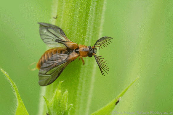 Dead Bug Chronicles | The Prairie Ecologist