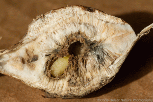 What’s Really Going On Inside Those Galls?? (It’s Not Just Fly Larvae ...