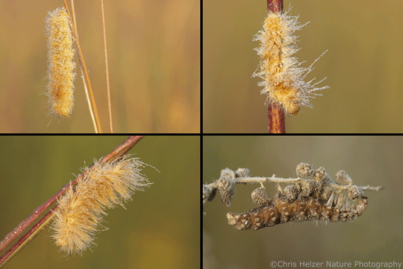 Dead Bug Chronicles | The Prairie Ecologist