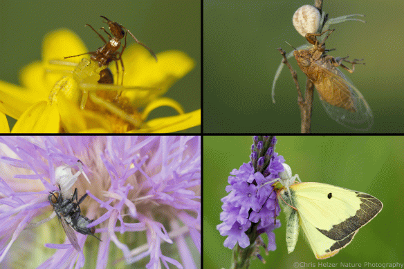 Dead Bug Chronicles | The Prairie Ecologist