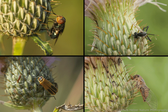 Dead Bug Chronicles | The Prairie Ecologist