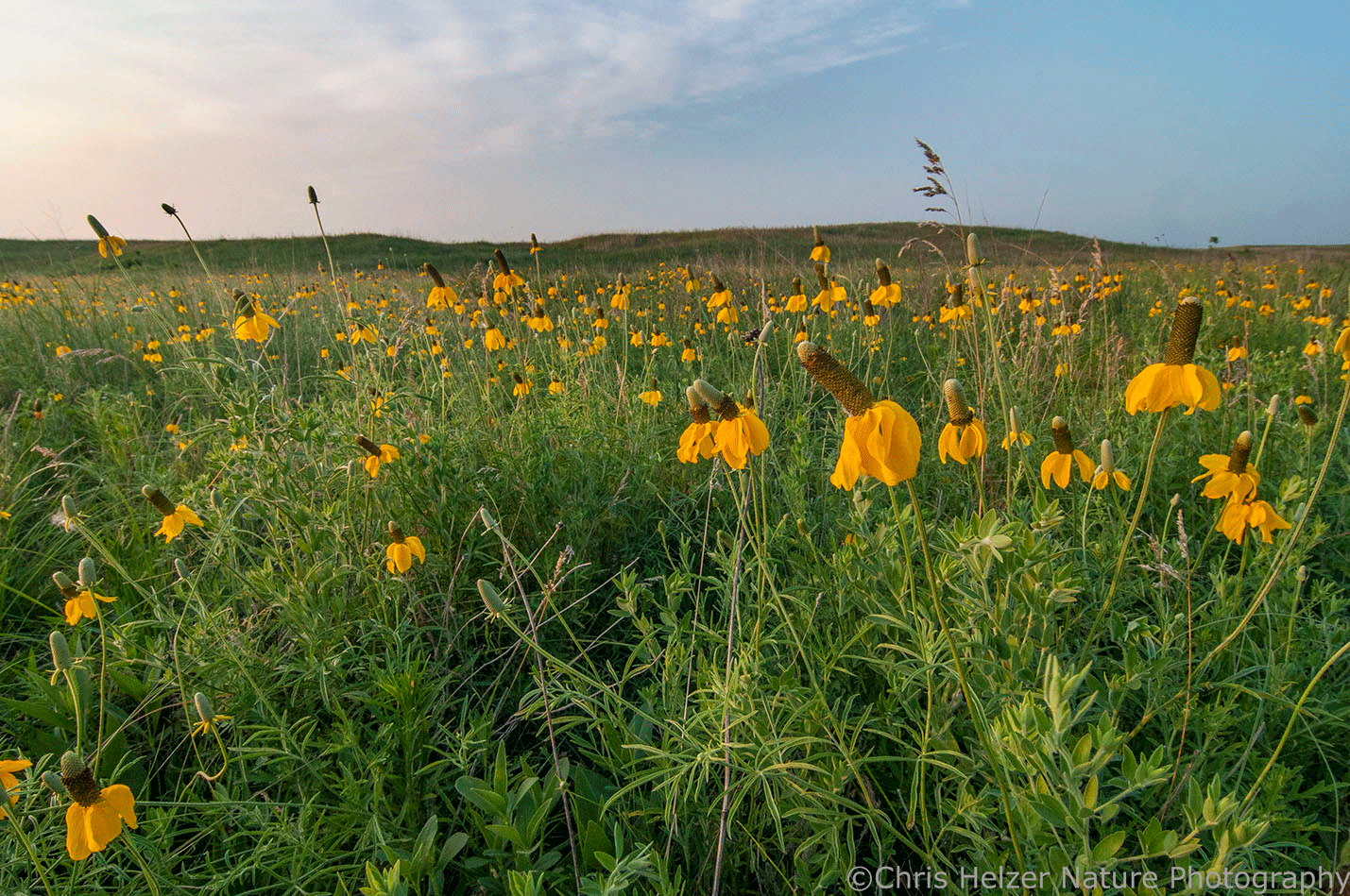 A simple tool for measuring grassland habitat structure (and digging ...