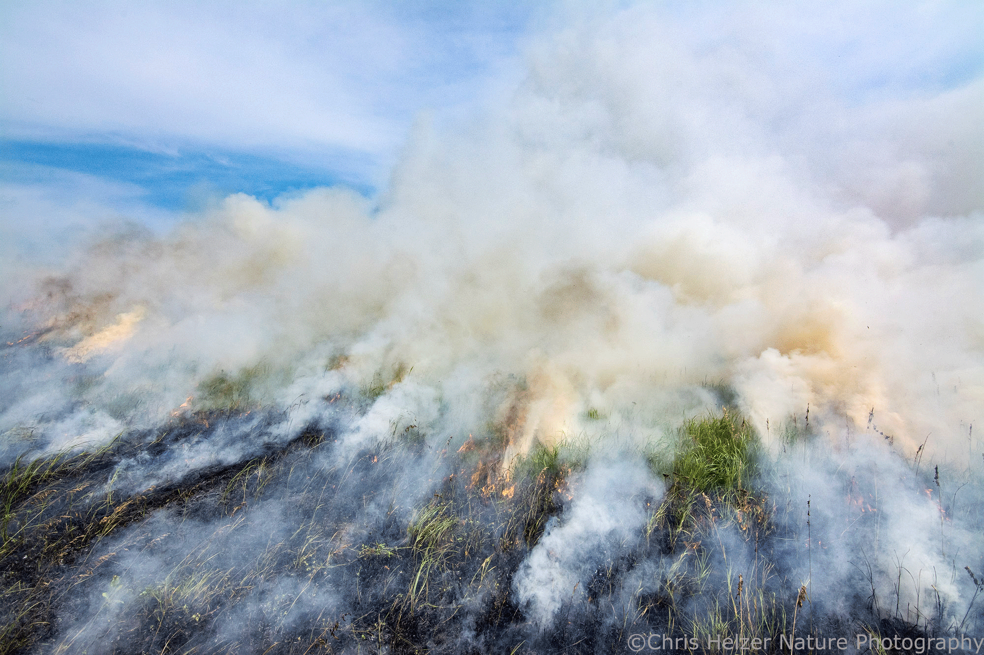 Q&A About Summer Fire | The Prairie Ecologist