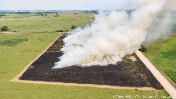 Q&A About Summer Fire | The Prairie Ecologist