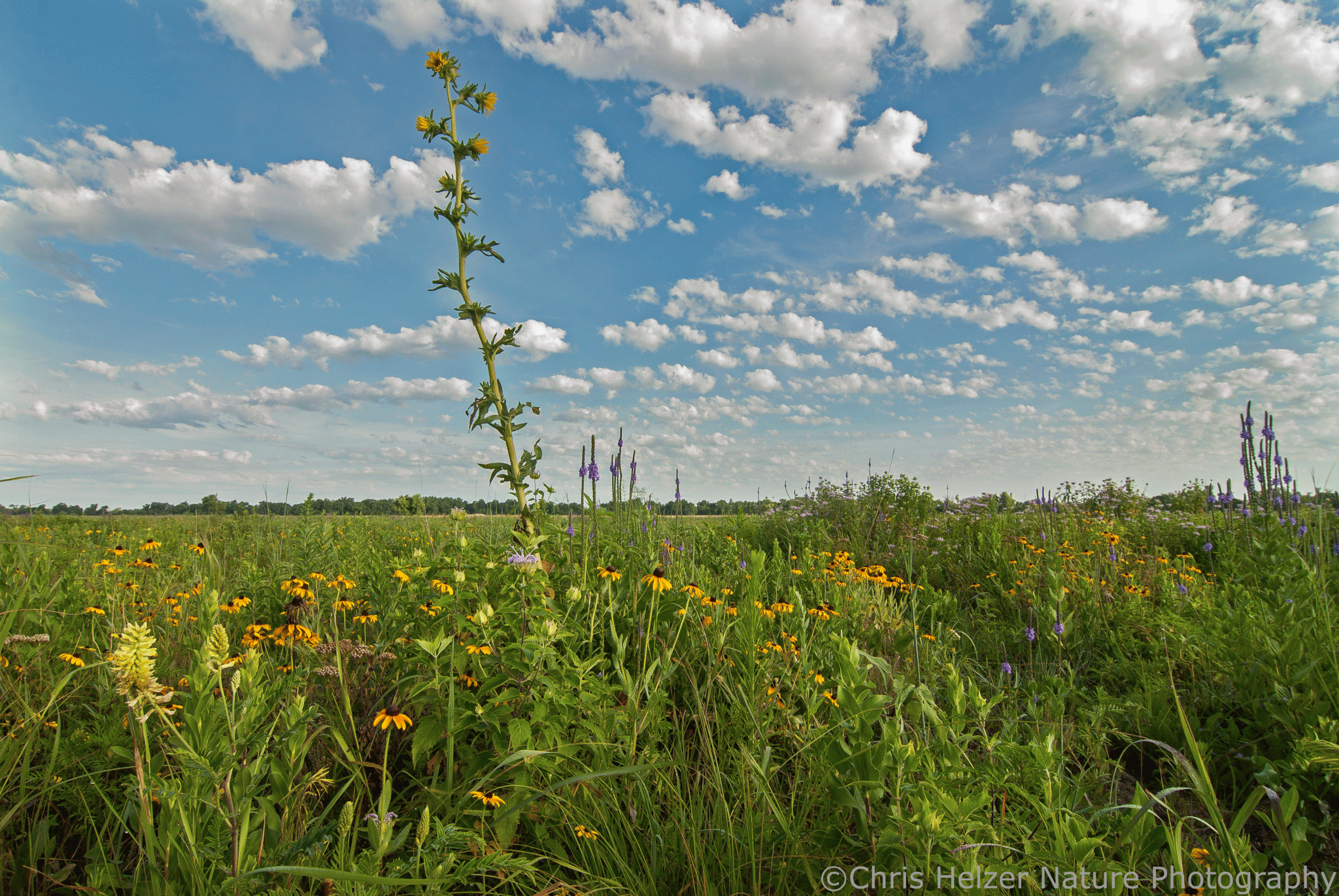 The Prairie Ecologist | Essays, photos, and discussion about prairie ...