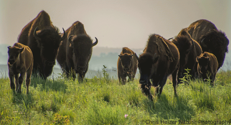 12,000 Years of Bison Behavior in the Central U.S. – Interview with Dr ...