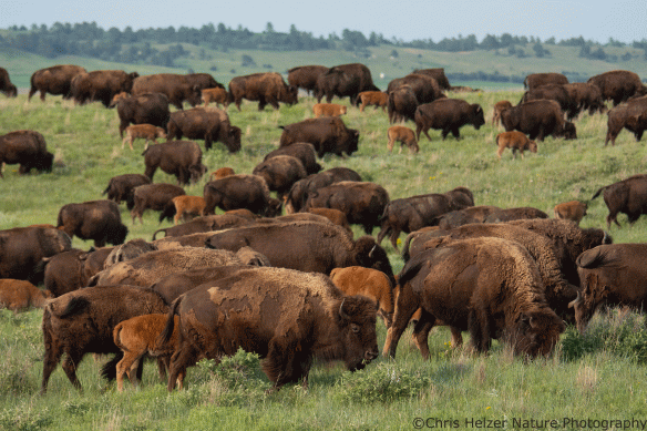 12,000 Years of Bison Behavior in the Central U.S. – Interview with Dr ...