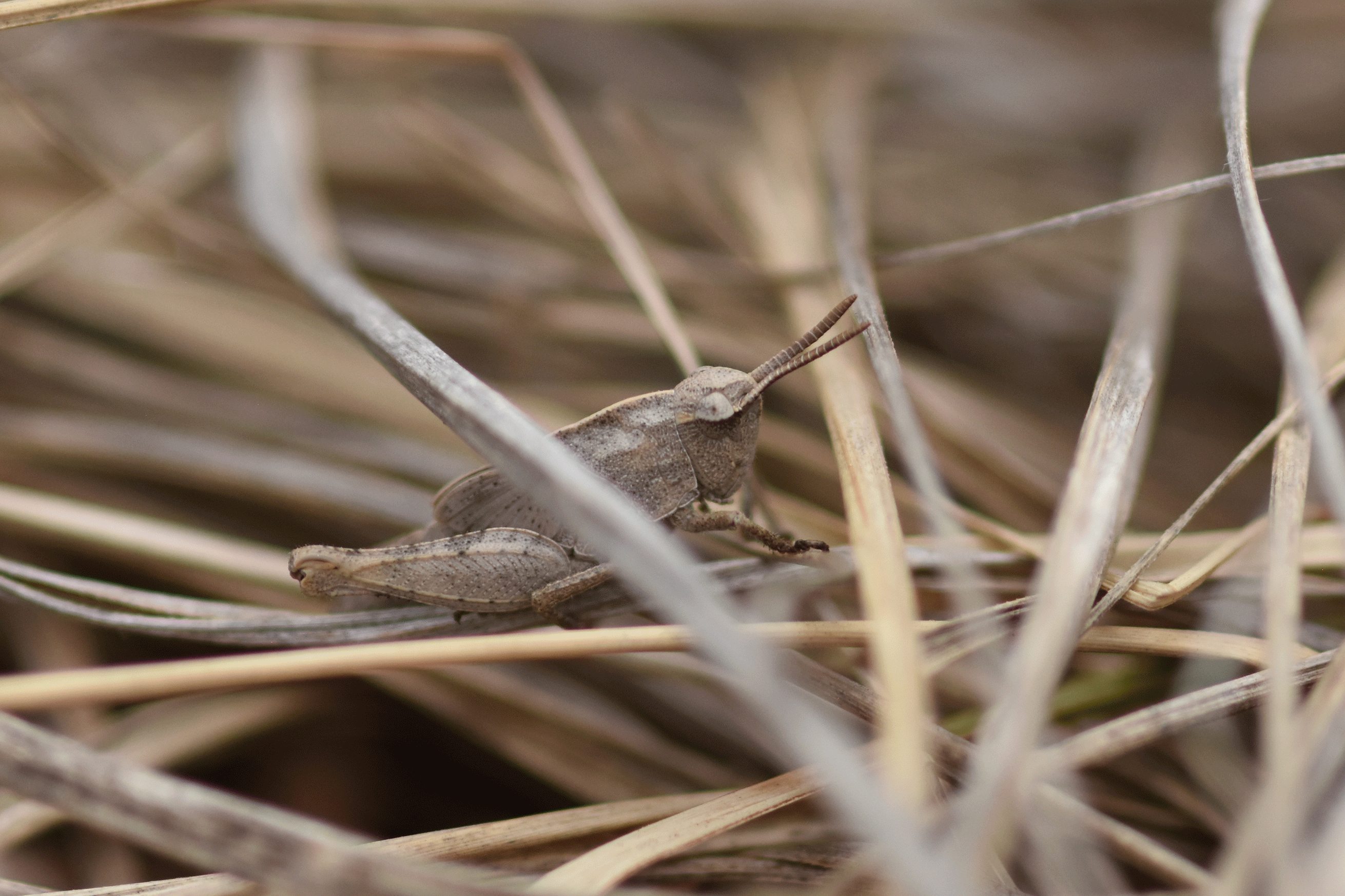 Hubbard Fellowship Blog – Claire’s Prairie Proselytizing | The Prairie ...