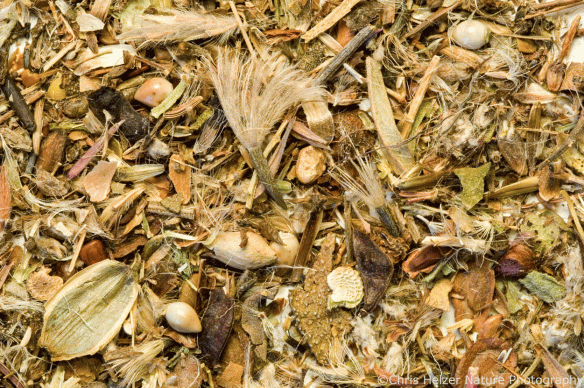 The Joy and Gratification of Strategic Prairie Restoration | The ...