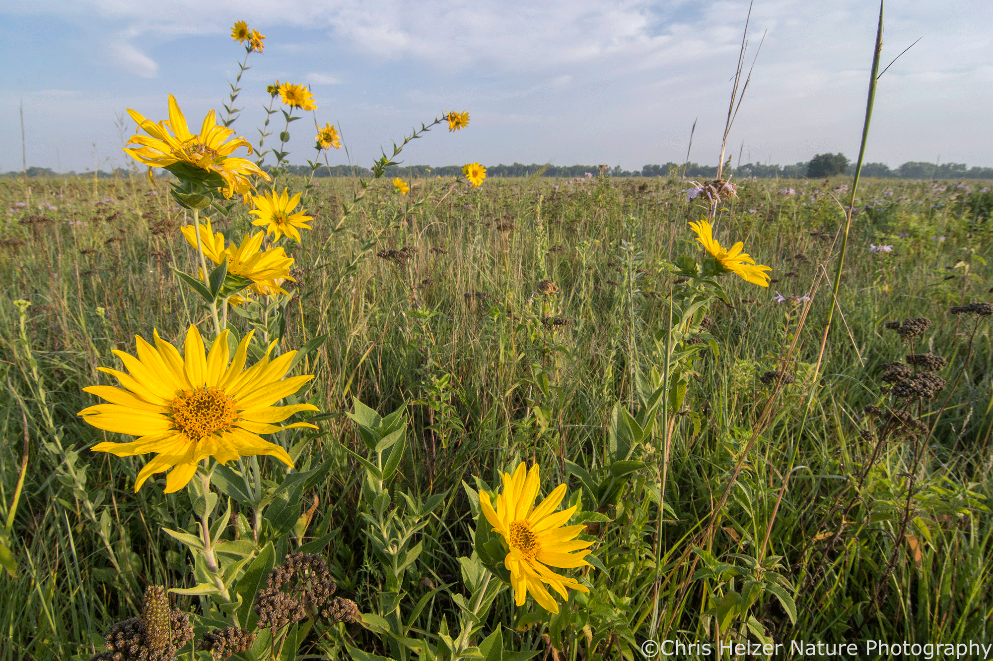 The Joy and Gratification of Strategic Prairie Restoration | The ...