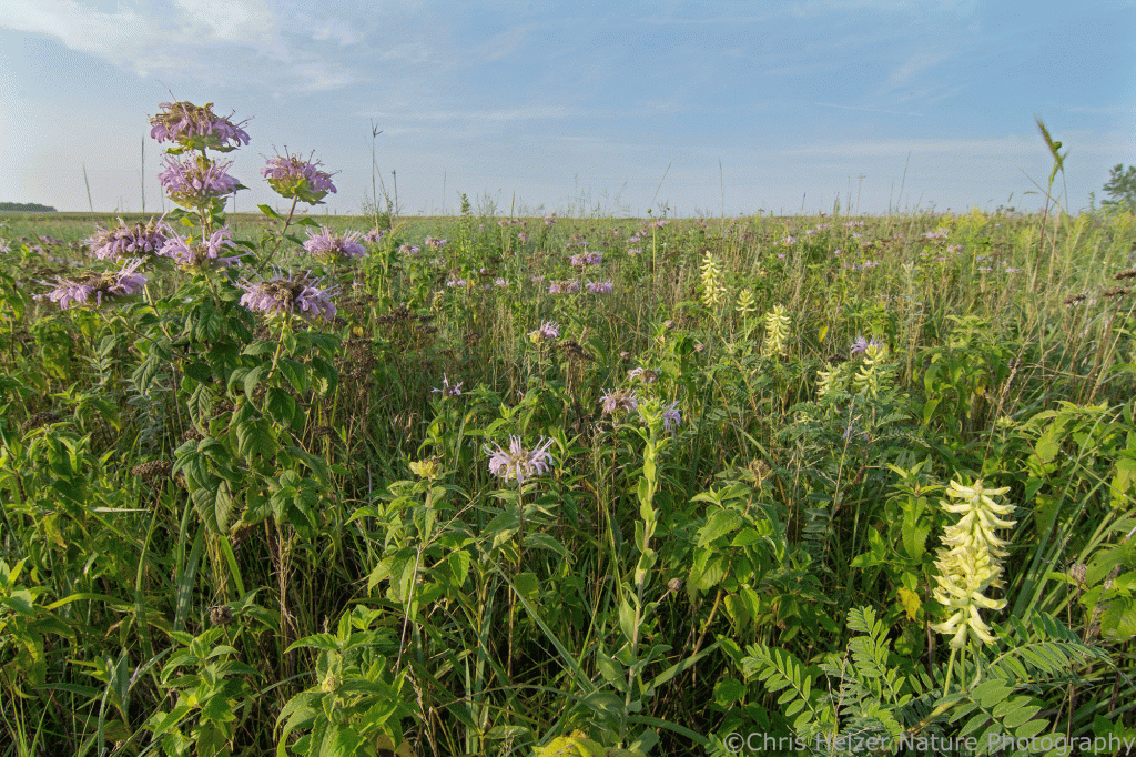 The Joy and Gratification of Strategic Prairie Restoration | The ...