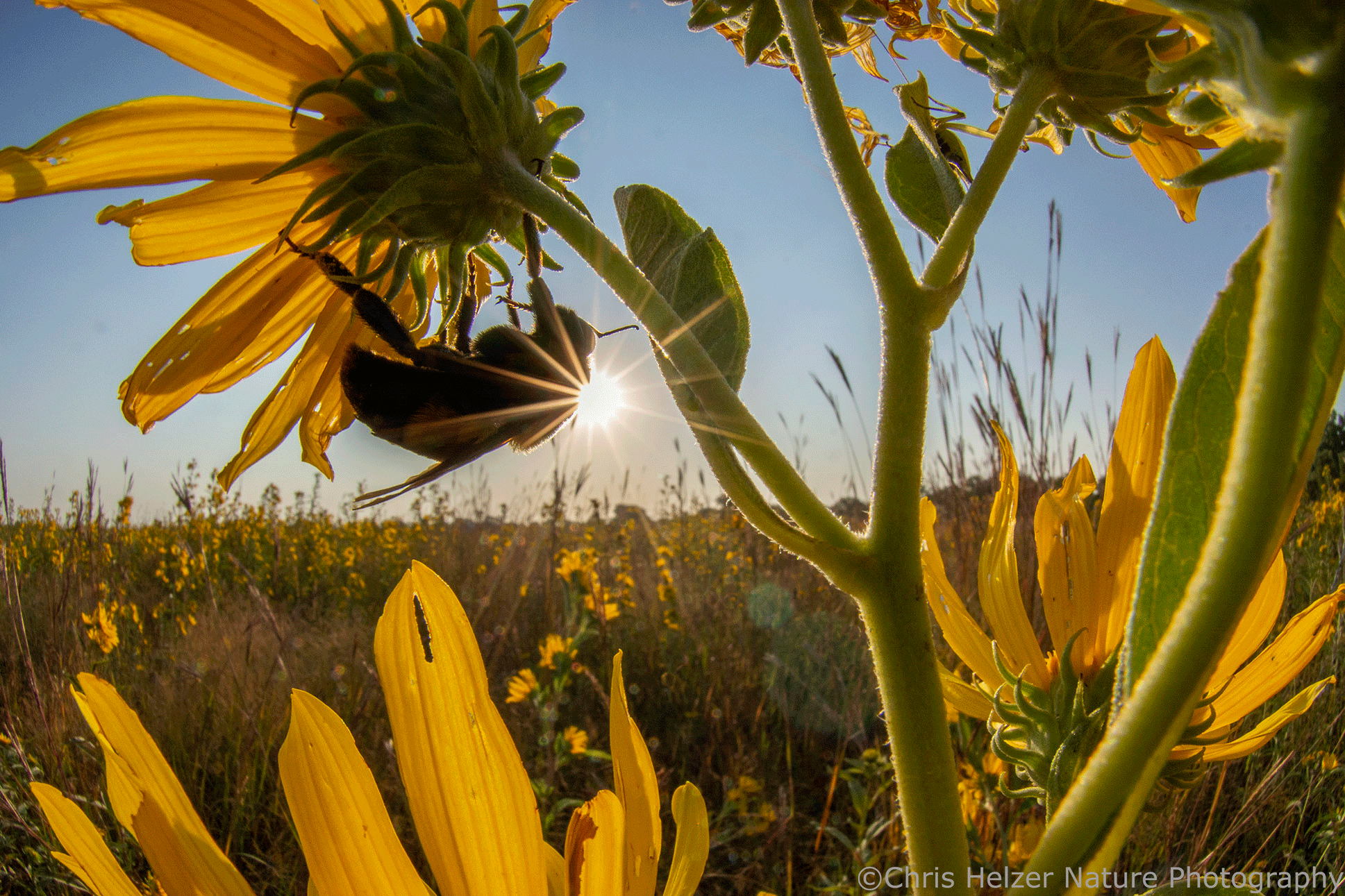 The Joy and Gratification of Strategic Prairie Restoration | The ...
