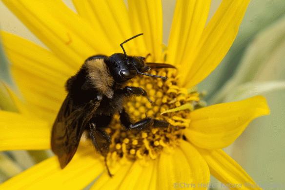 The Prairie Ecologist | Essays, photos, and discussion about prairie ...