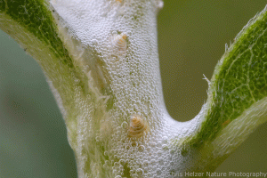 The Prairie Ecologist | Essays, photos, and discussion about prairie ...