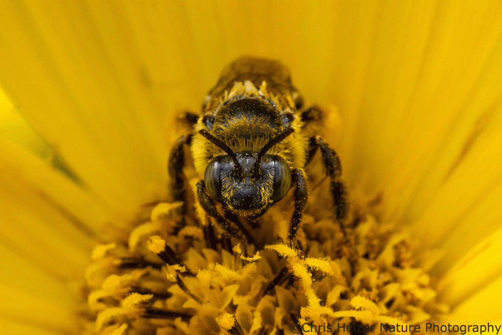 The Prairie Ecologist | Essays, photos, and discussion about prairie ...