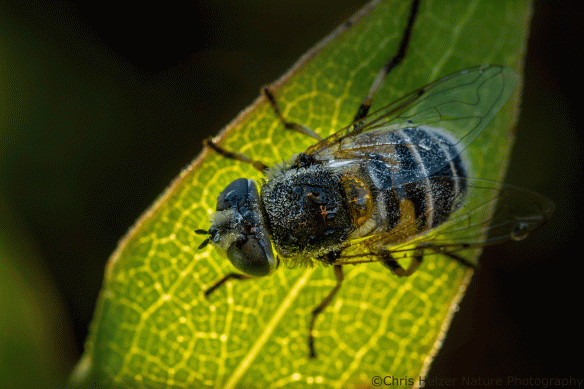 The Prairie Ecologist | Essays, photos, and discussion about prairie ...