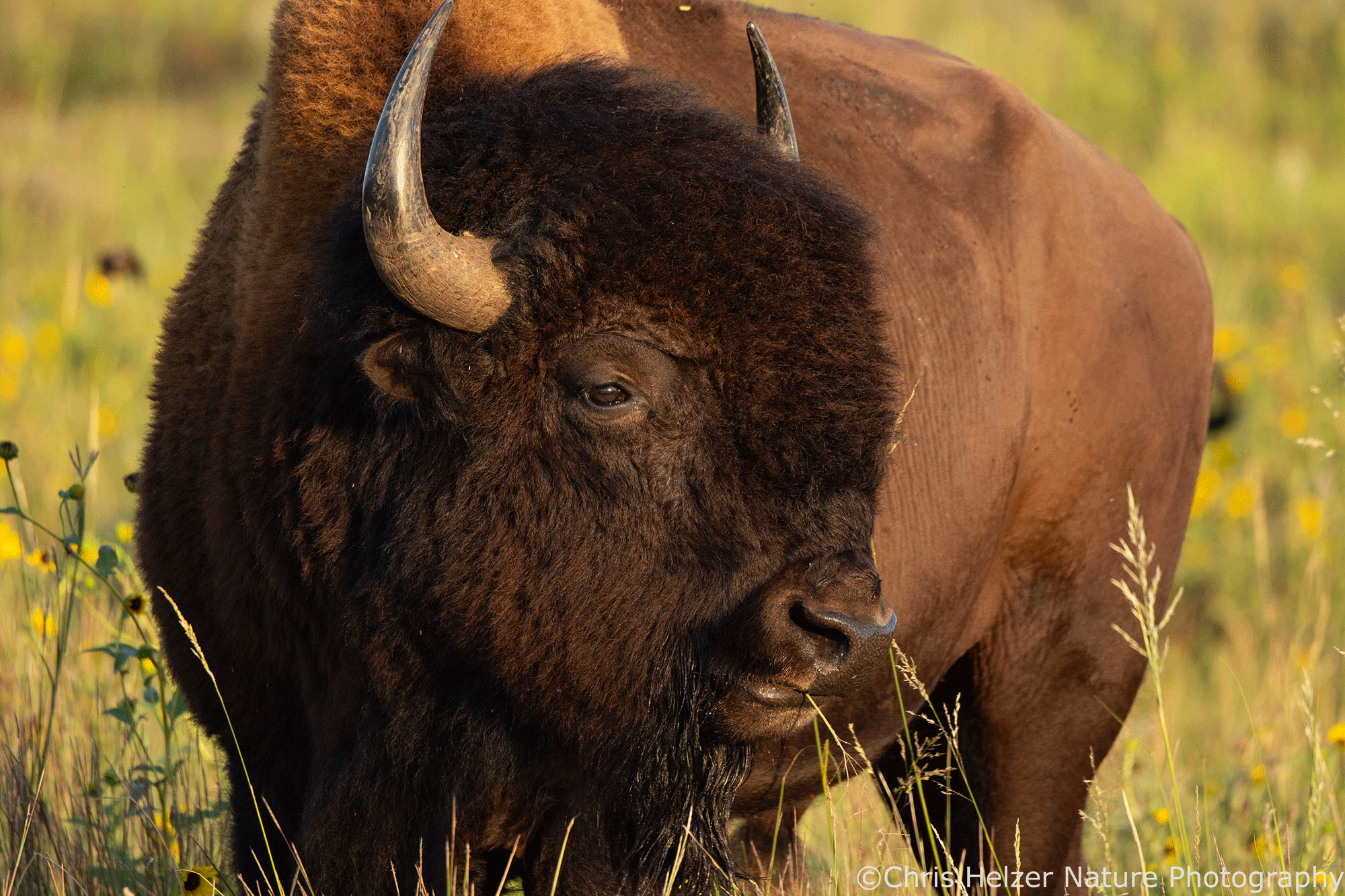 Bison or Cattle? A Visual Quiz | The Prairie Ecologist