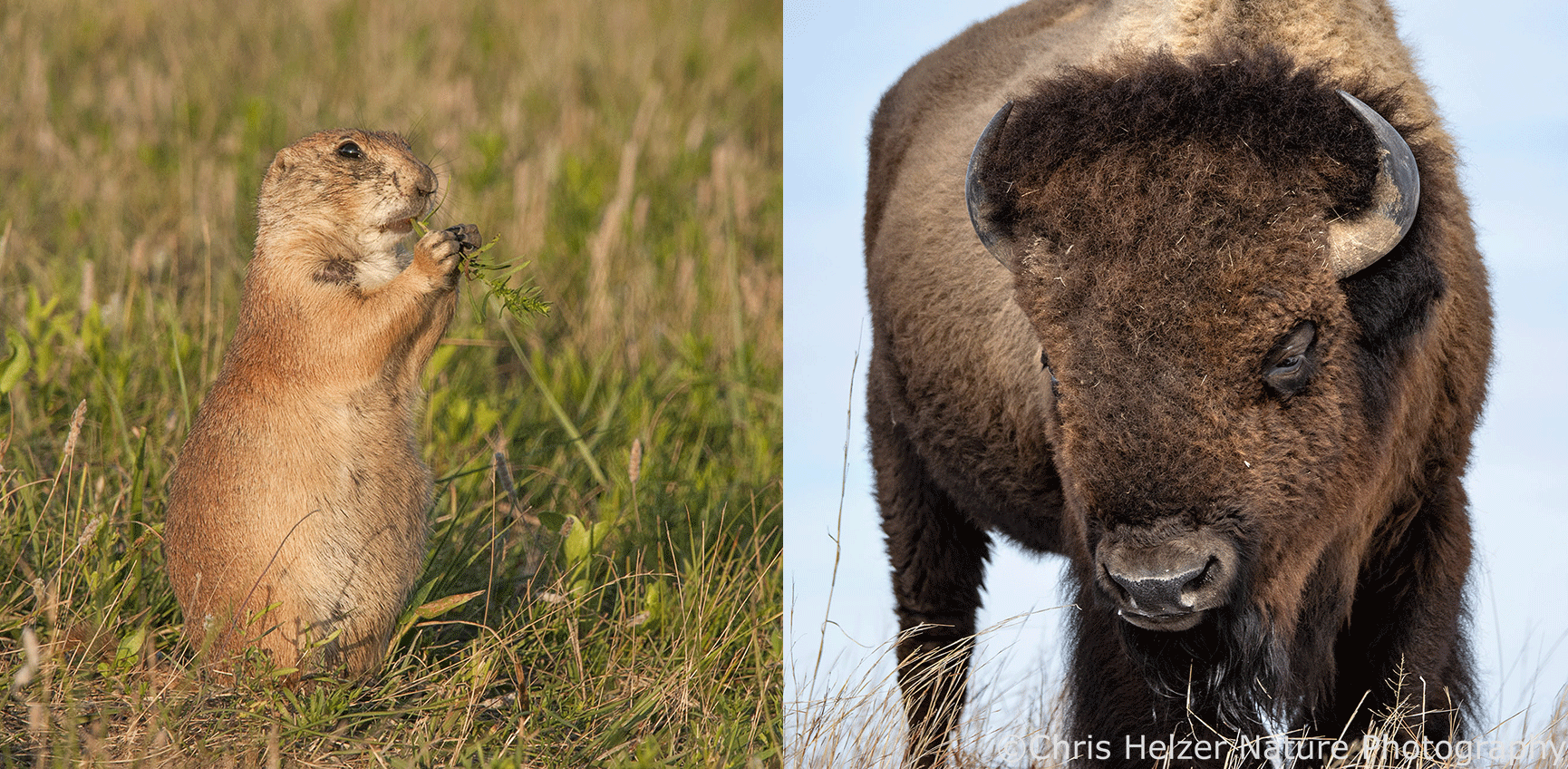 Diversifying Our Prairie Icons | The Prairie Ecologist