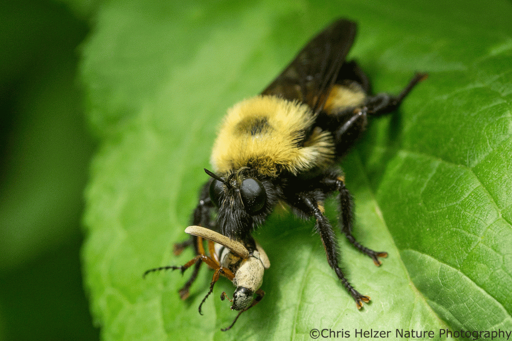 The Prairie Ecologist | Essays, photos, and discussion about prairie ...