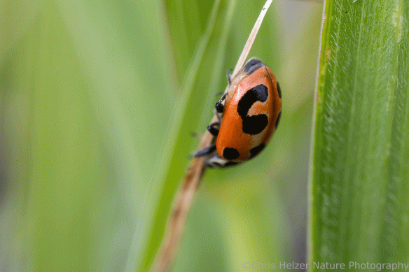 The Prairie Ecologist | Essays, photos, and discussion about prairie ...