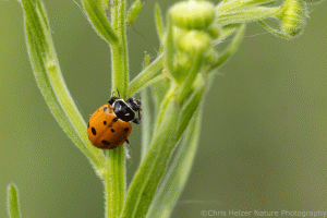 The Prairie Ecologist | Essays, photos, and discussion about prairie ...