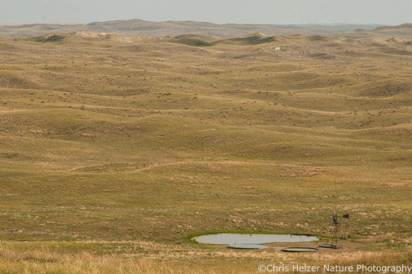 What Is High-Quality Prairie Anyway? | The Prairie Ecologist