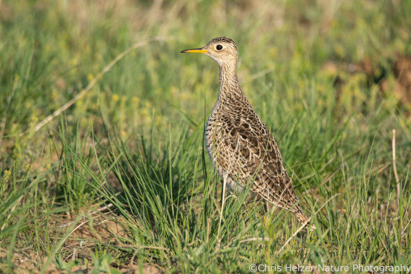 What Is High-Quality Prairie Anyway? | The Prairie Ecologist