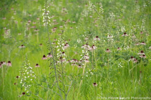 What Is High-Quality Prairie Anyway? | The Prairie Ecologist