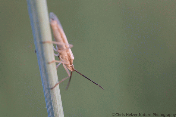 The Prairie Ecologist | Essays, photos, and discussion about prairie ...