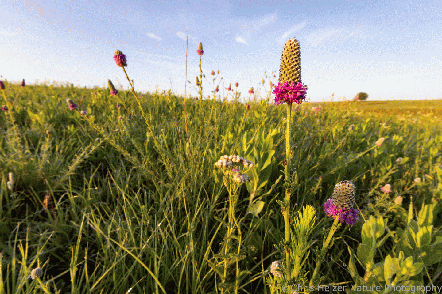 The Post-Grazing Year | The Prairie Ecologist